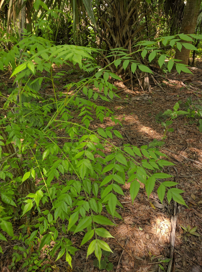 Palo Paraiso ChinaBerry tree [Paraiso]: 2 oz Santo Products