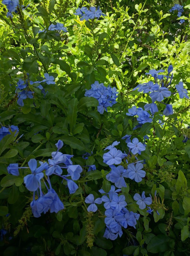 Blue Plumbago Embeleso: – Santo Products