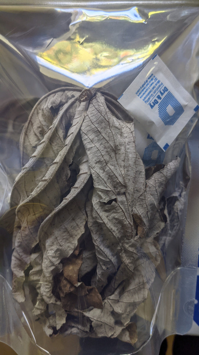 Yagruma Trumpet Tree 1 Leaf: Santo Products