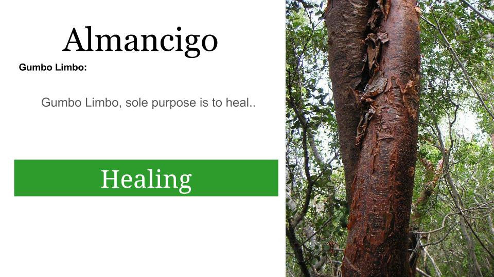 Almacigo (Gumbo Limbo tree) – Santo Products