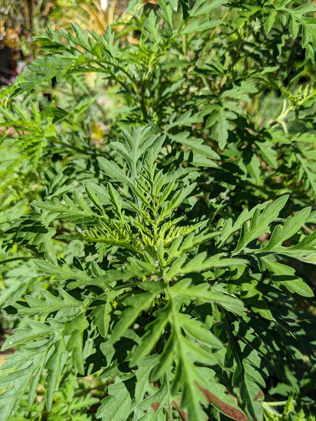 False ragweed: Escoba Amarga – Santo Products