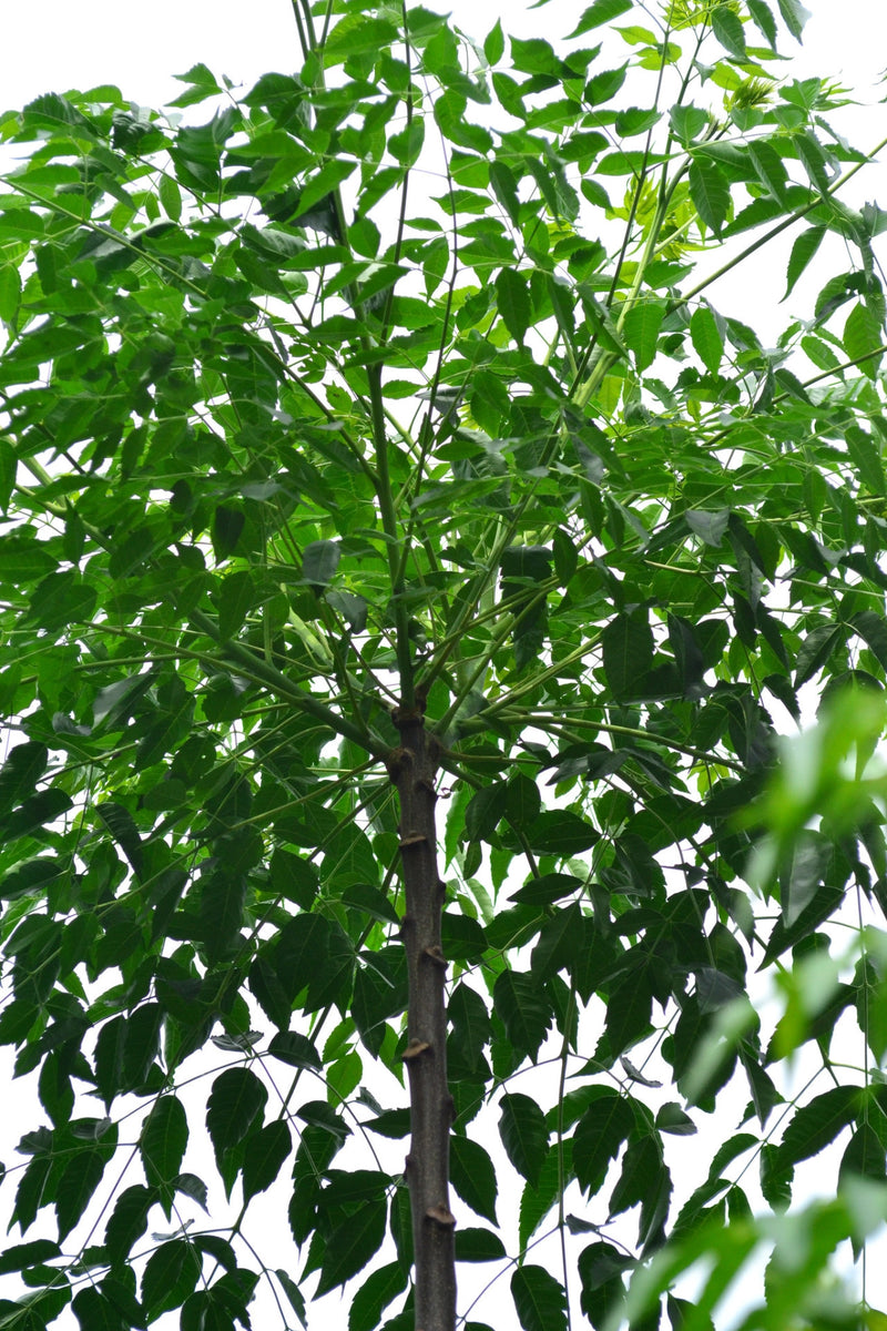 Paraiso [ChinaBerry tree]: 2 oz Santo Products