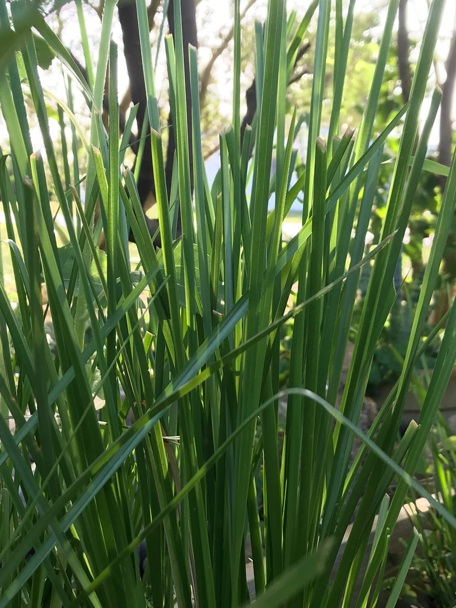 Khus-Vetiver Root – Santo Products